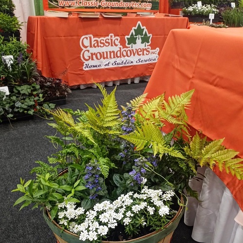 Classic Groundcovers - Classic Groundcovers